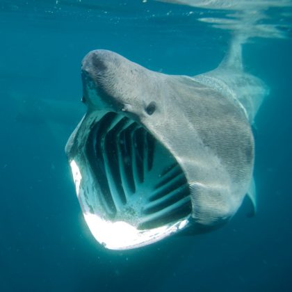 Basking Shark - Pictures, Diet, Breeding, Facts, Habitat, Behavior ...