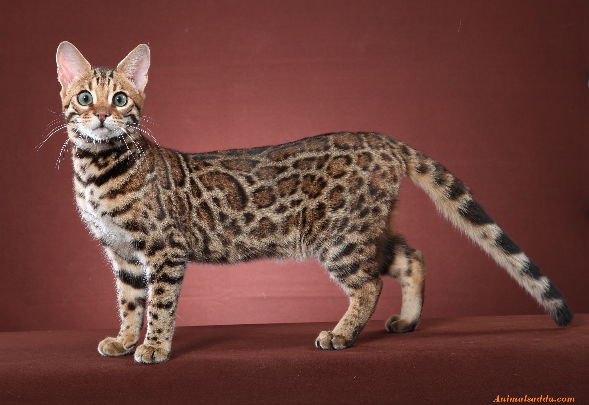 Bengal Cat Facts Pictures Information Rescue Temperament