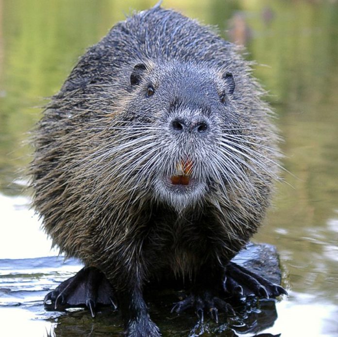 Beavers - Facts, Characteristics, Info, Pictures, Behavior, Breeding ...