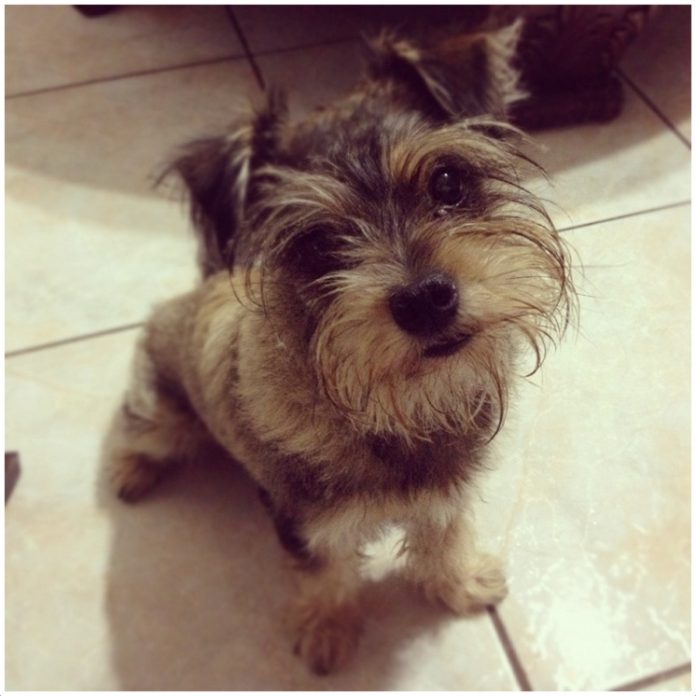 Chizer Dog (Mix Of Chihuahua - Miniature Schnauzer) - Facts, Pictures ...