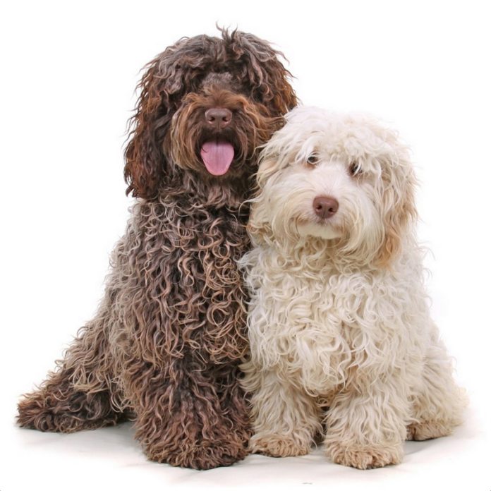 Cockapoo (Dog) - Puppies, Facts, Pictures, Breeders, Price, Temperament ...