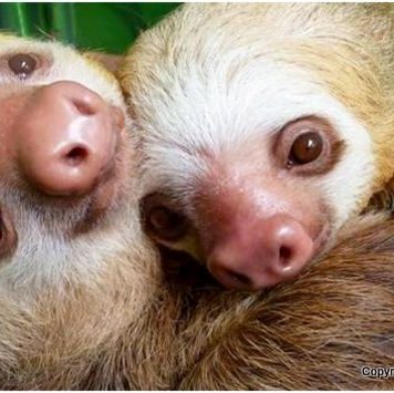 Sloths - Facts, Pictures, Diet, Information, Appearance, Lifespan ...