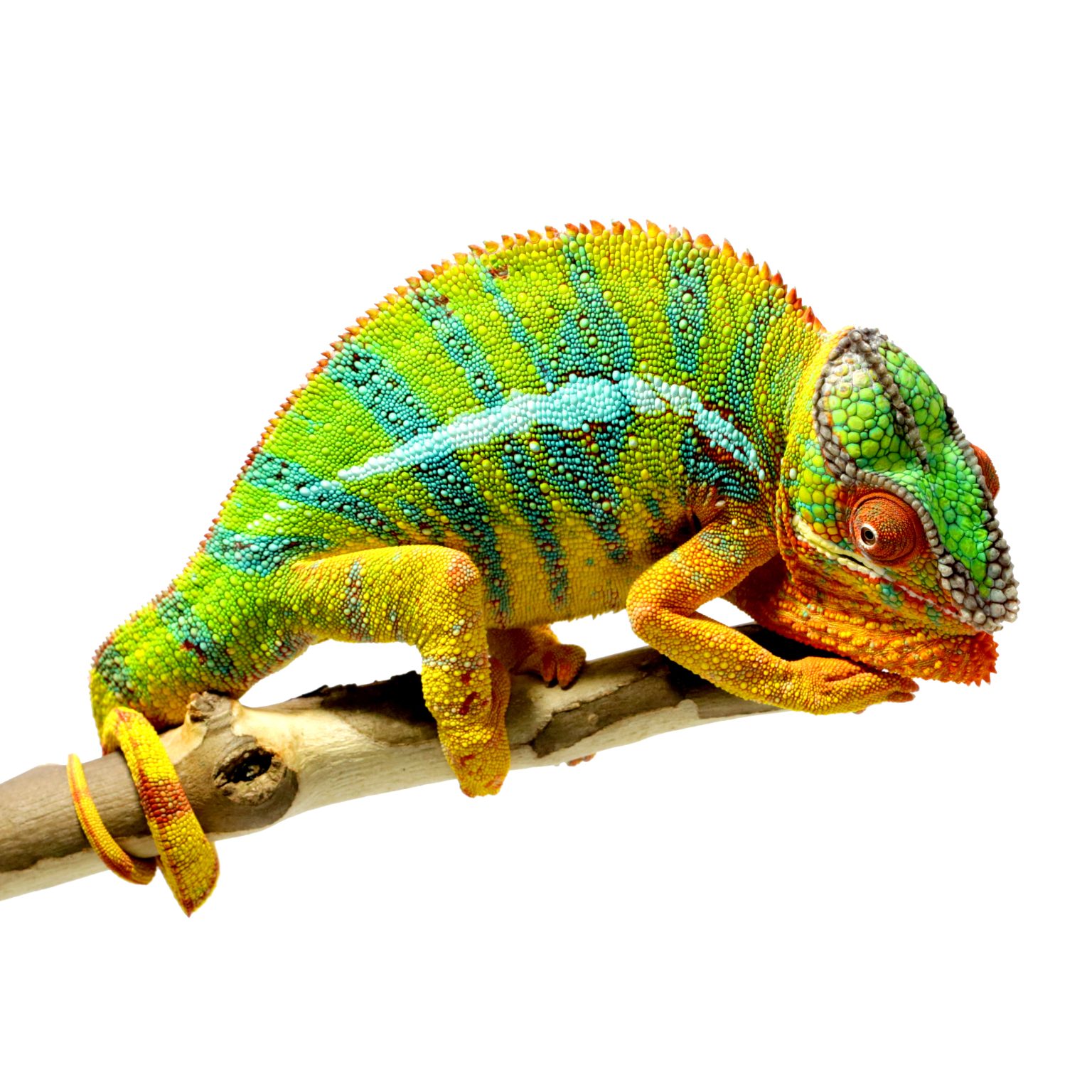 Chameleons - Facts, Pictures, Behaviour, Habitat, Lifestyle, Breeding ...