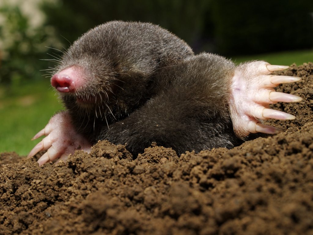 Mole (Animal) - Facts, Pictures, Diet, Character, Behavior, Information ...
