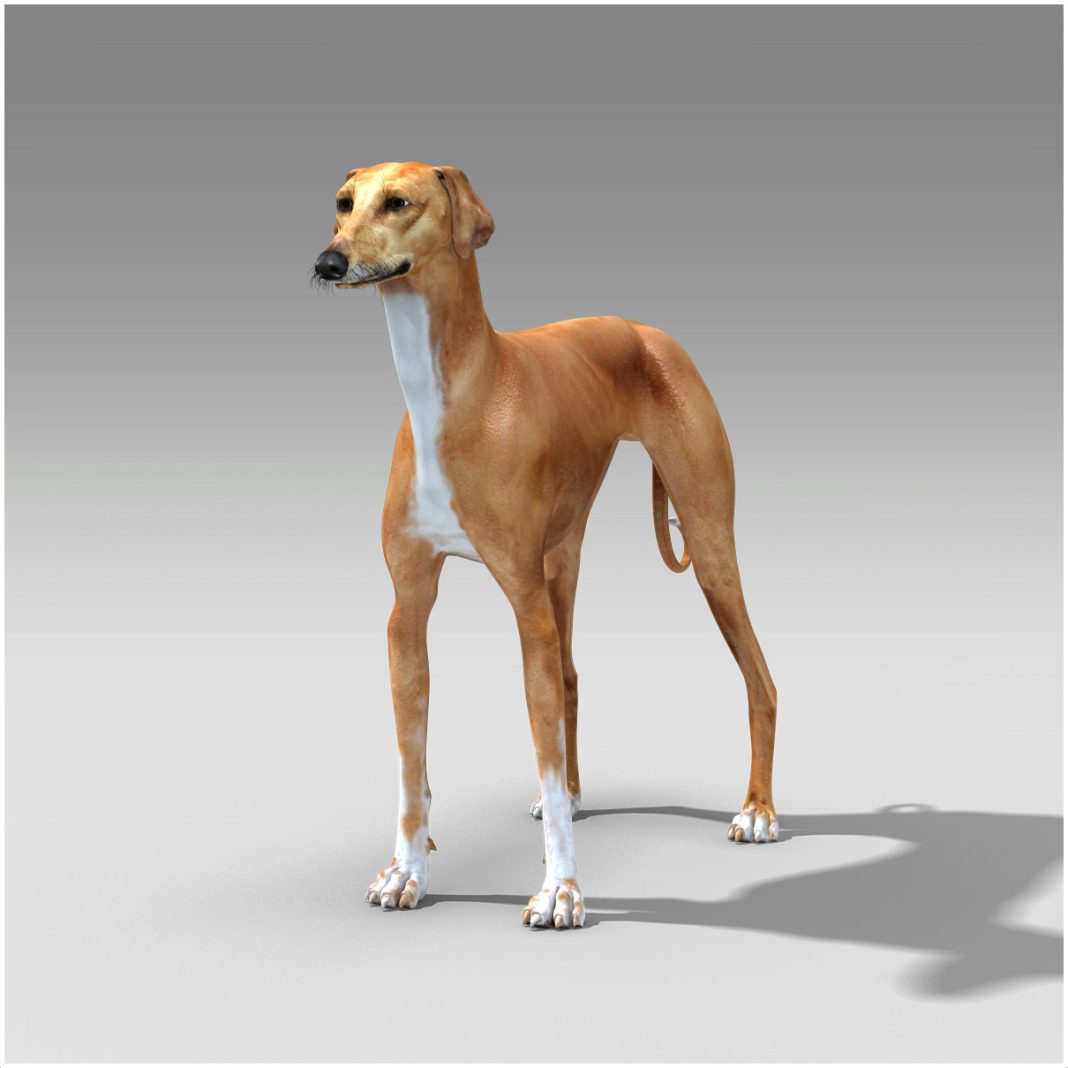 Azawakh - Facts, Pictures, Puppies, Price, Temperament, Health ...