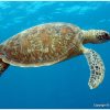 Green Turtle - Facts For Kids, Pictures, Diet, Habitat, Predators ...