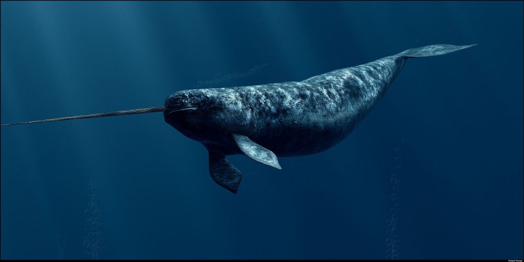 Narwhal - Facts, Pictures, Habitat, Behavior, Appearance, Information ...