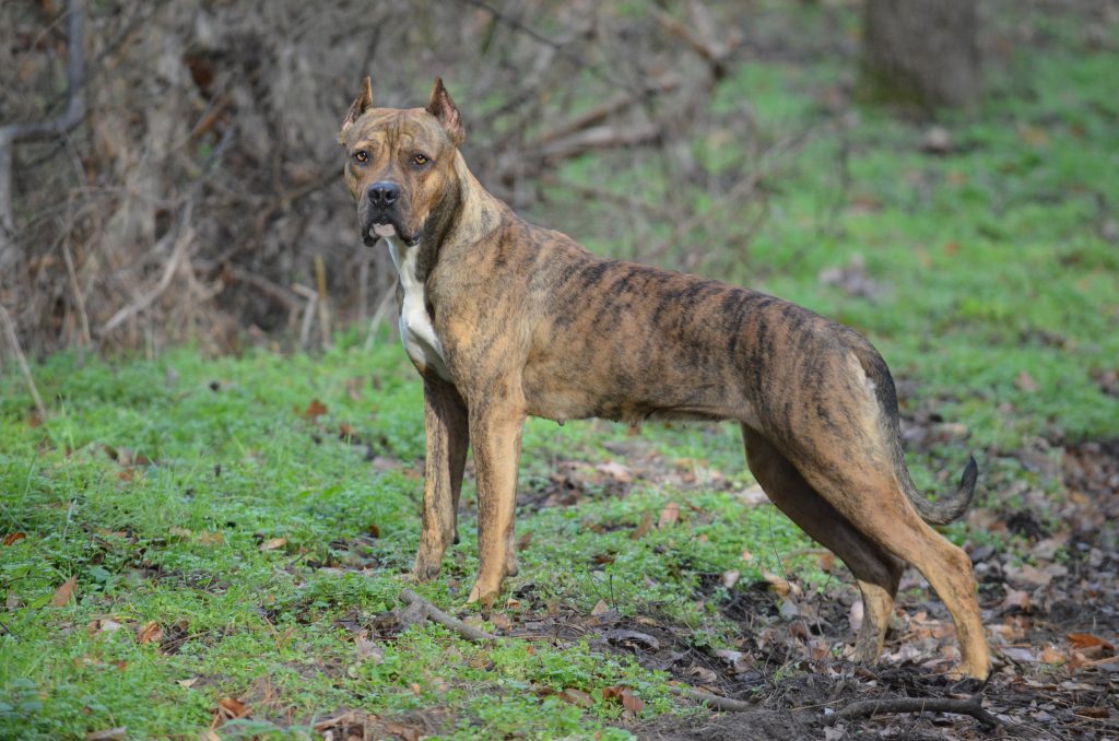 Alano Espanol (Spanish Bulldog) - Facts, Pictures, Temperament, Puppies ...