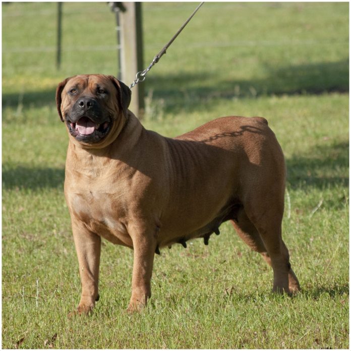Boerboel - Facts, Pictures, Puppies, Temperament, Breeders, Price ...