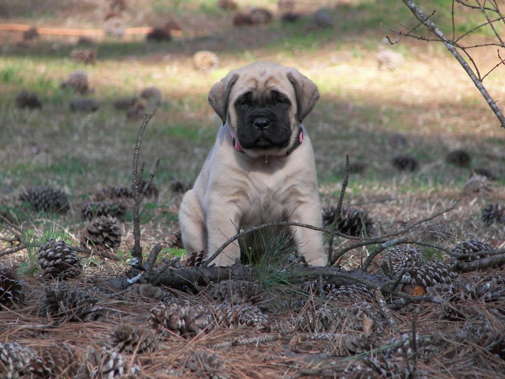 American Mastiff - Facts, Pictures, Puppies, Temperament, Breeders ...