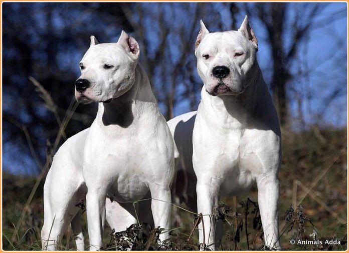 Brazilian Dogo - Facts, Pictures, Puppies, Price, Temperament, Breeders ...