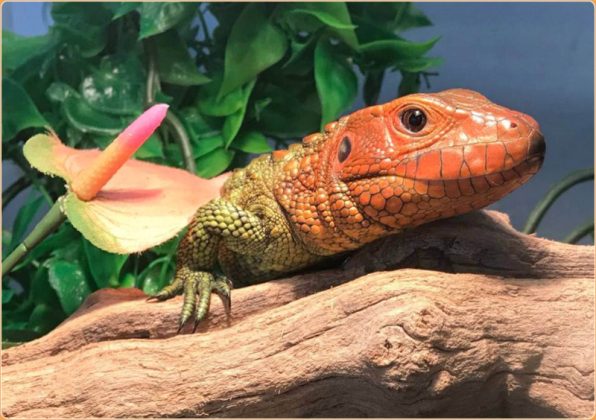 Caiman Lizard - Facts, Pictures, Habitat, Information | Animals Adda
