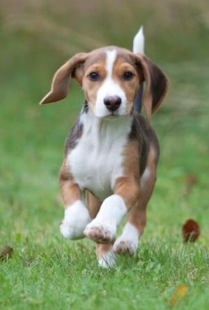 Deutsche Bracke - Facts, Pictures, Breeds, Puppies, Temperament ...