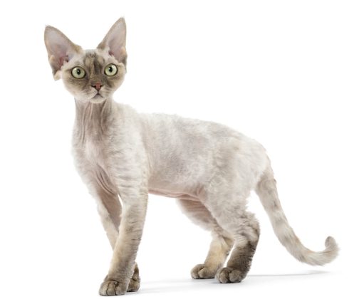 Devon Rex - Kitten, Facts, Pictures, Breeders, Characteristics ...