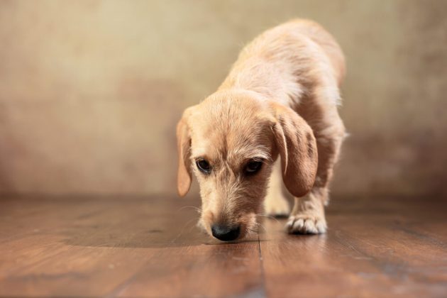 Doxie-Chon : Facts, Pictures, Habitat, Characteristics, Information ...