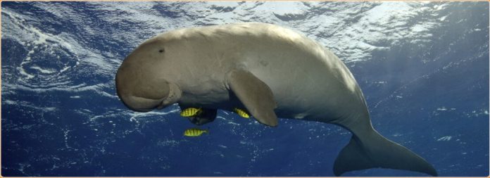 Dugong - Facts, Pictures, Habitat, Characteristics, Diet | Animals Adda