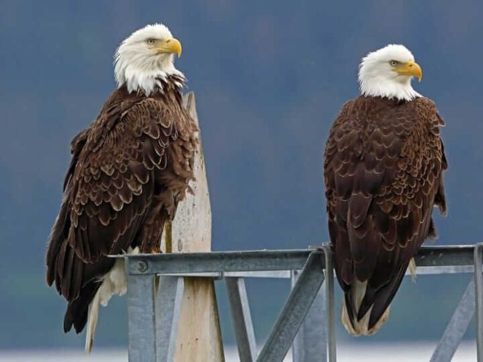 Eagle - Characteristics, Facts, Habitat, Lifespan, Information ...