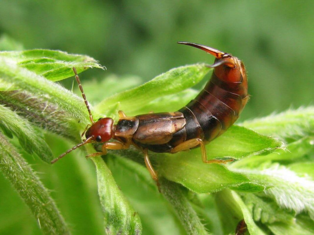 Earwig - Facts For Kids, Pictures, Information, Characteristics, Diet ...