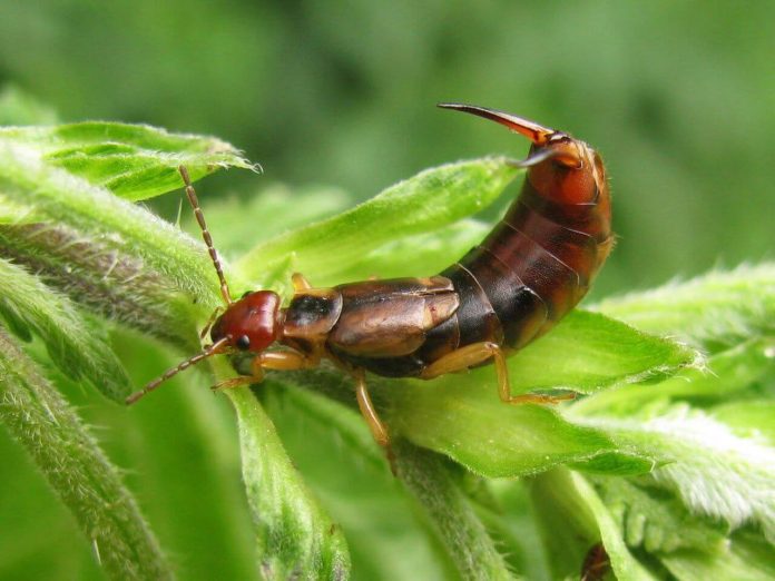 Earwig - Facts For Kids, Pictures, Information, Characteristics, Diet ...