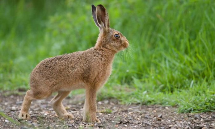 Hare - Facts, Pictures, Habitat, Characteristics | Hare vs Rabbit ...