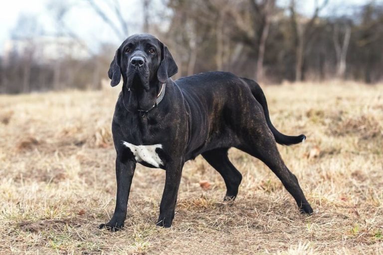Fila Brasileiro : Facts, Puppy, Breeders, Characteristics, Temperament ...