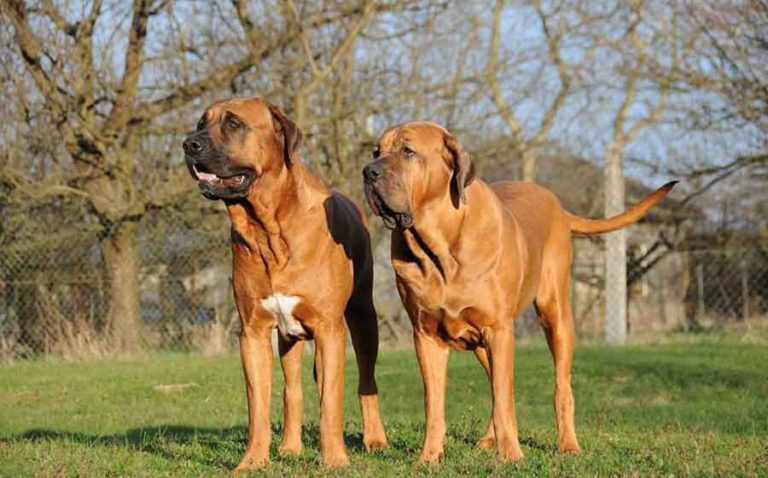 Tosa Inu - Facts, Puppy, Temperament, Price, Pictures | Animals Adda