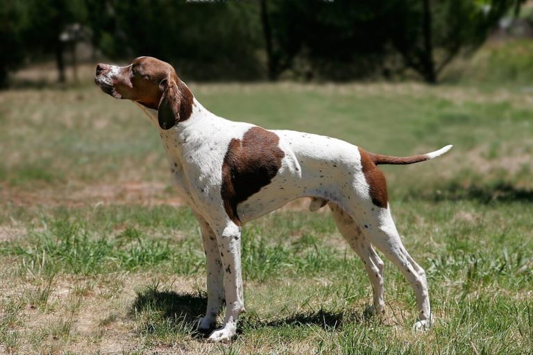 Pointer Dog : Facts, Characteristics, Puppies, Temperament | Animals Adda