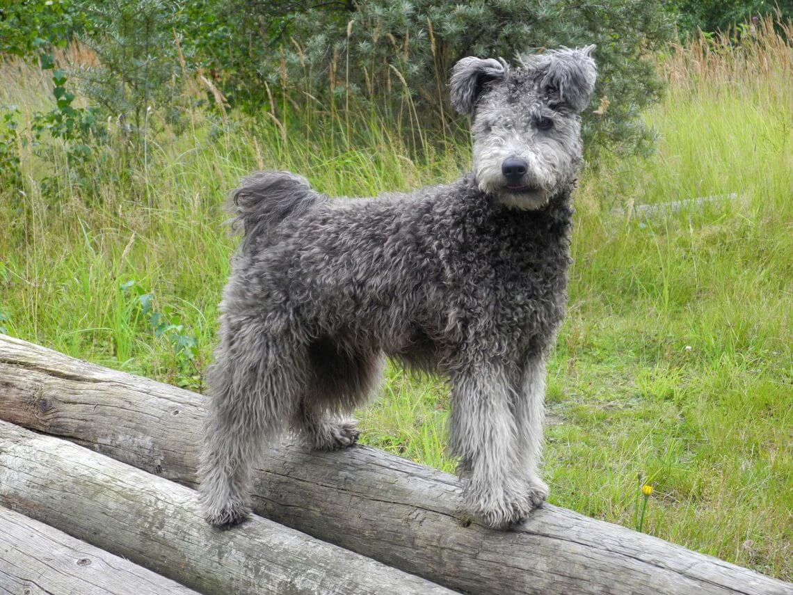 Pumi : Puppies, Facts, Temperament, Price, Pictures | Animals Adda