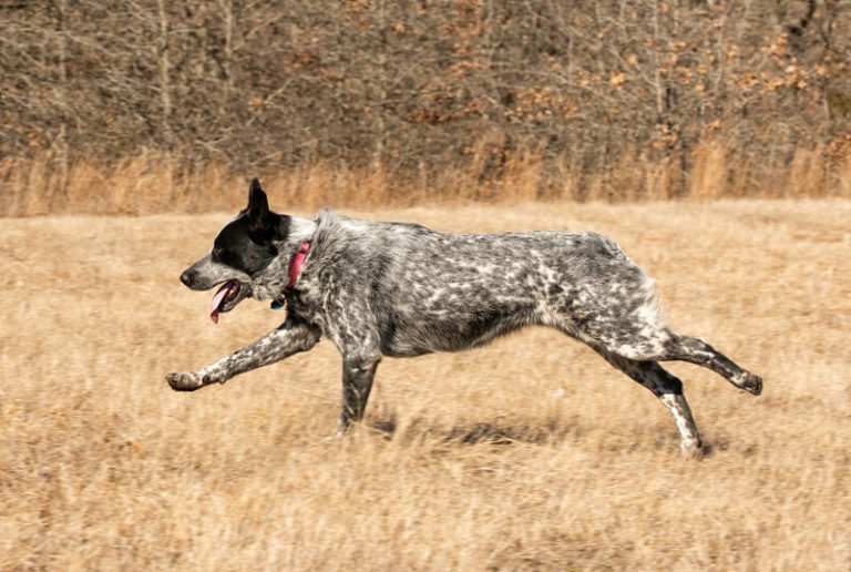 Texas Heeler - Facts, Puppies, Characteristics, Temperament | Animals Adda
