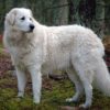 Kuvasz Dog : Facts, Puppy, Pictures, Temperament, Characteristics ...