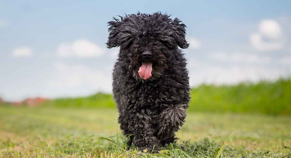 Puli Dog - Puppy, Facts, Characteristics, Price, Breed | Animals Adda