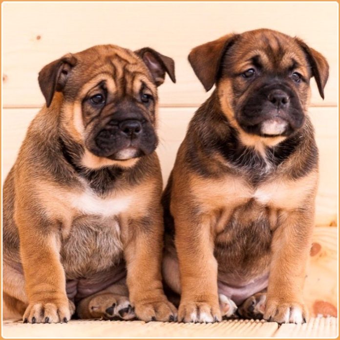 Ca de Bou - Puppy, Price, Facts, Breeder Information, Temperament ...