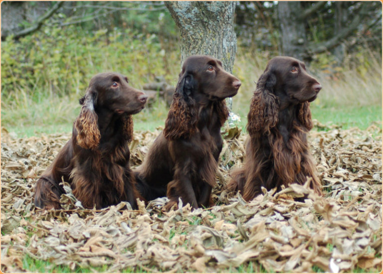 Field Spaniel - Facts, Puppy, Price, Breeders, Characteristics ...