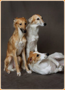 Longhaired Whippet - Facts, Price, Puppies, Breeders, Information ...