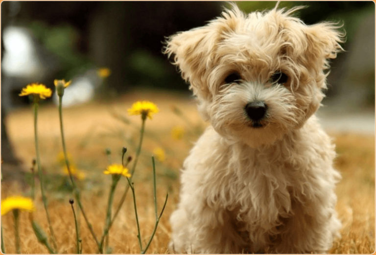 Morkie Dog - Puppies, Price, Facts, Temperament, Characteristics ...