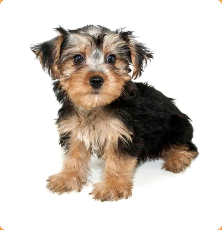 Morkie Dog - Puppies, Price, Facts, Temperament, Characteristics ...