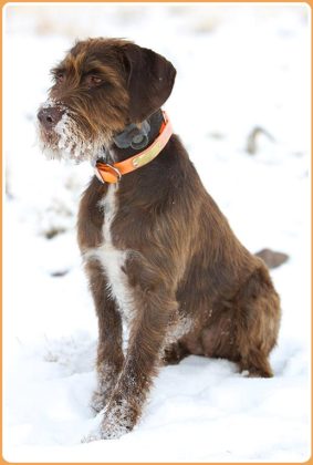 Pudelpointer - Facts, Puppies, Price, Characteristics, Information ...