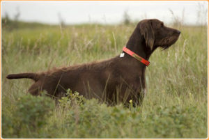 Pudelpointer - Facts, Puppies, Price, Characteristics, Information ...