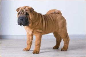 Shar Pei - Puppies, Facts, Breeders, Temperament, Price, Pictures ...