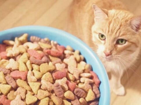 Featured | Animals Adda